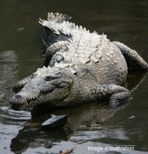 Martinique. Il est interdit d'abattre Georges le crocodile ! - KARIBINFO